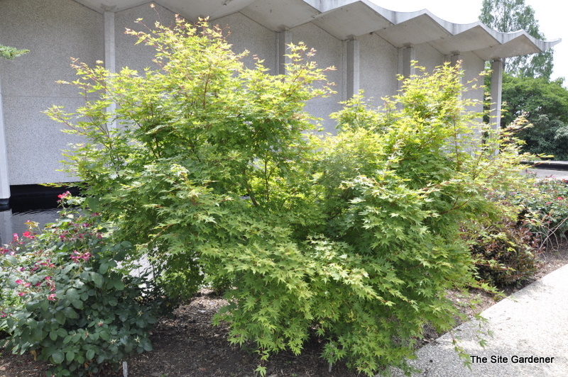 Acer Japanica 'Beni Kawa' - The Site Gardener