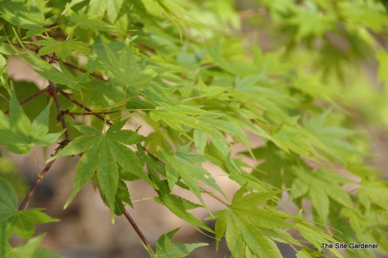Acer Japanica 'Beni Kawa' - The Site Gardener