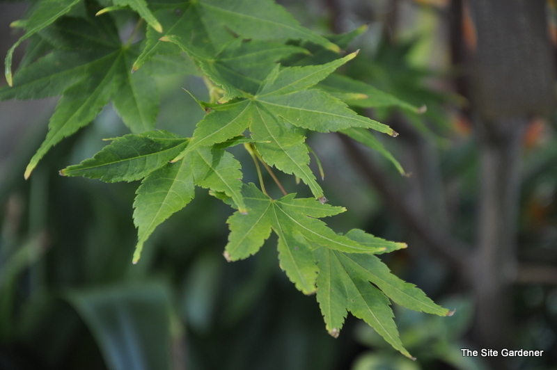 Acer Japanica 'Beni Kawa' - The Site Gardener