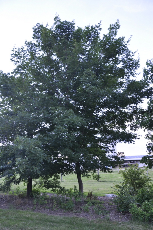 Acer Saccharum 'Sweet Shadow' - The Site Gardener