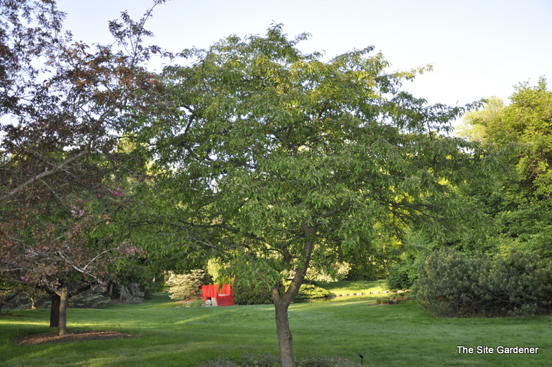 Malus 'Molazam'(MOLTEN LAVA)