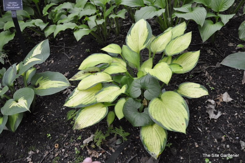 Hosta 'Gold Standard' - The Site Gardener