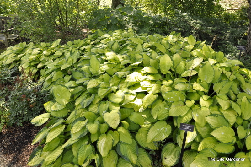 Hosta 'Gold Standard' - The Site Gardener
