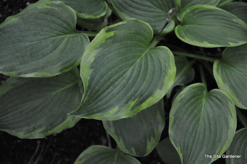 Hosta 'Deja Blue' - The Site Gardener