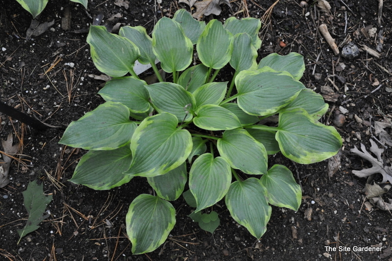 Hosta 'Deja Blue' - The Site Gardener