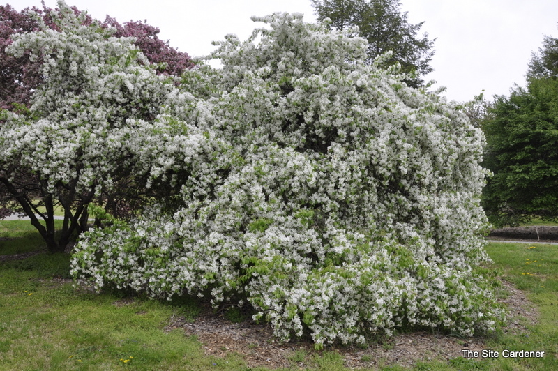 Malus 'Red Jade' - The Site Gardener