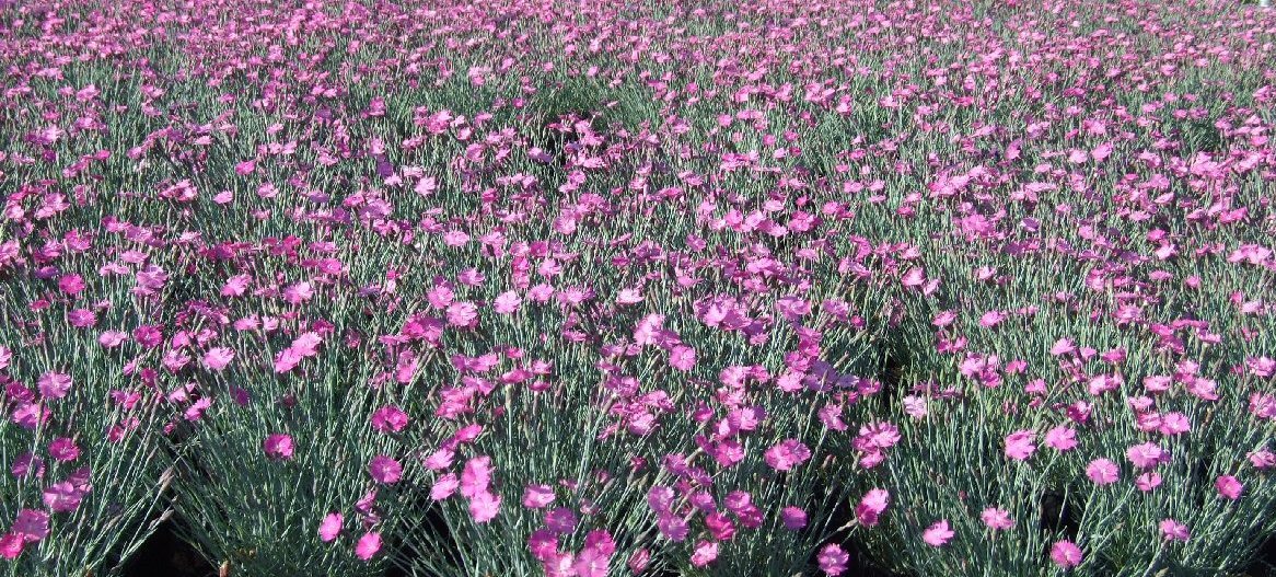 Dianthus Gratianopolitanus 'Fire Witch' - The Site Gardener