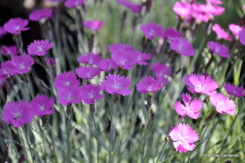 Dianthus Gratianopolitanus 'Fire Witch' - The Site Gardener
