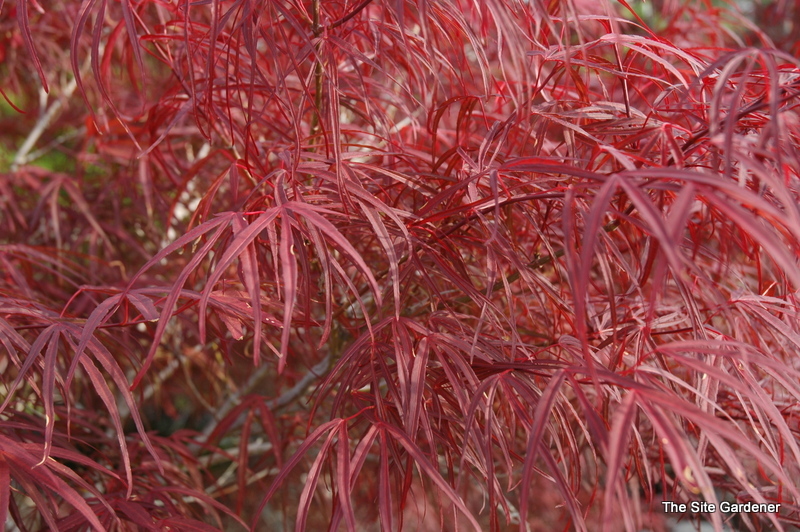 Acer palmatum 'Atrolineare' - The Site Gardener