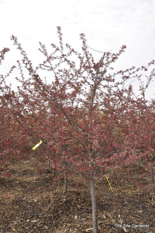 Malus Royal Raindrops - The Site Gardener