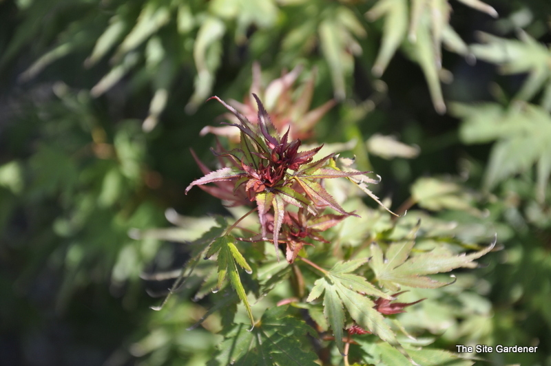 Acer palmatum 'Kuro hime' - The Site Gardener
