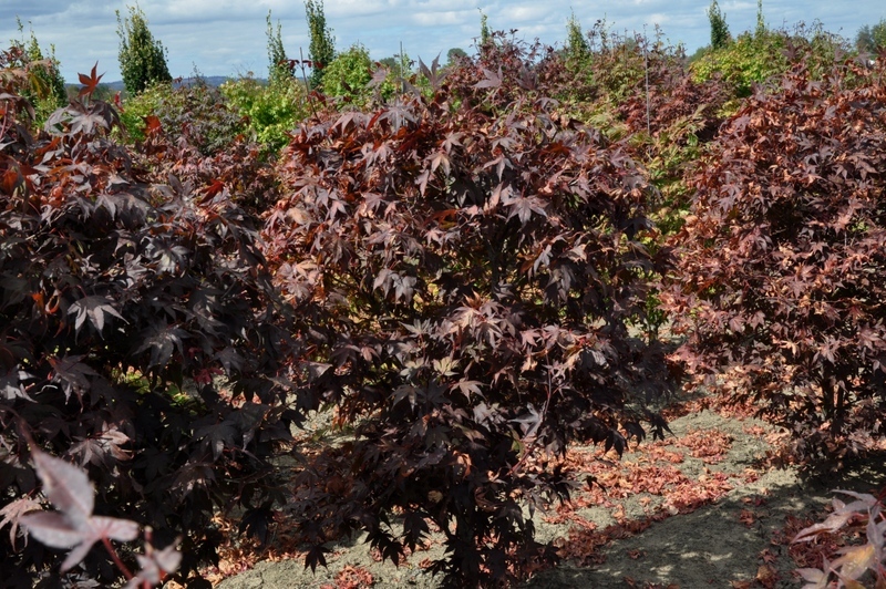 Acer palmatum 'Red Emperor' - The Site Gardener