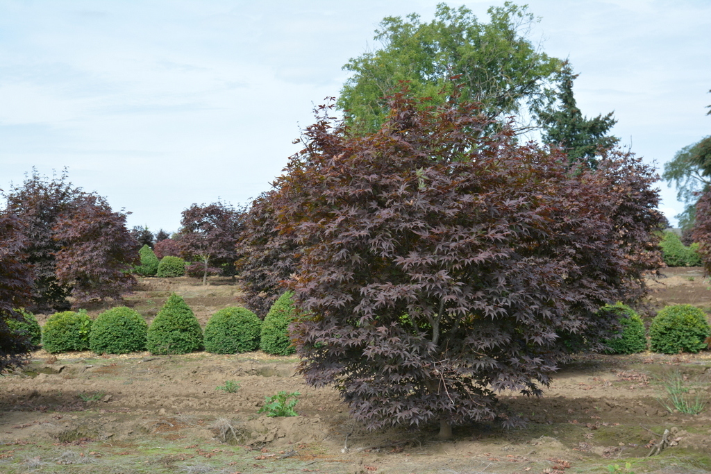Acer palmatum 'Red Emperor' - The Site Gardener