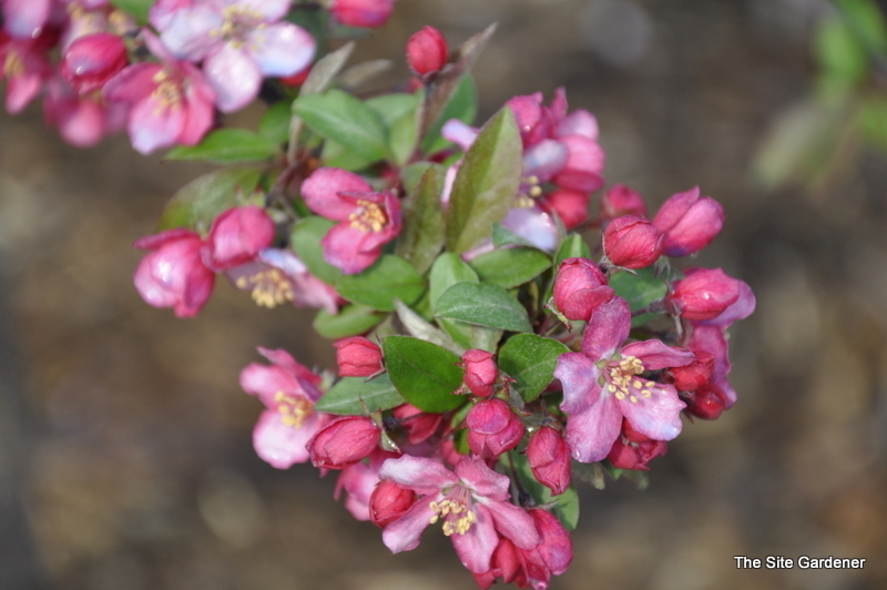 Malus sargentii Candy Mint - The Site Gardener