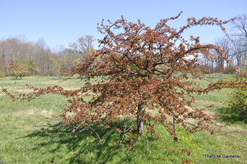 Malus sargentii Candy Mint - The Site Gardener