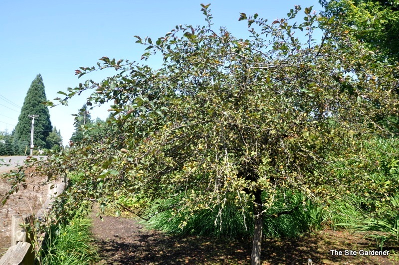Malus sargentii Candy Mint - The Site Gardener