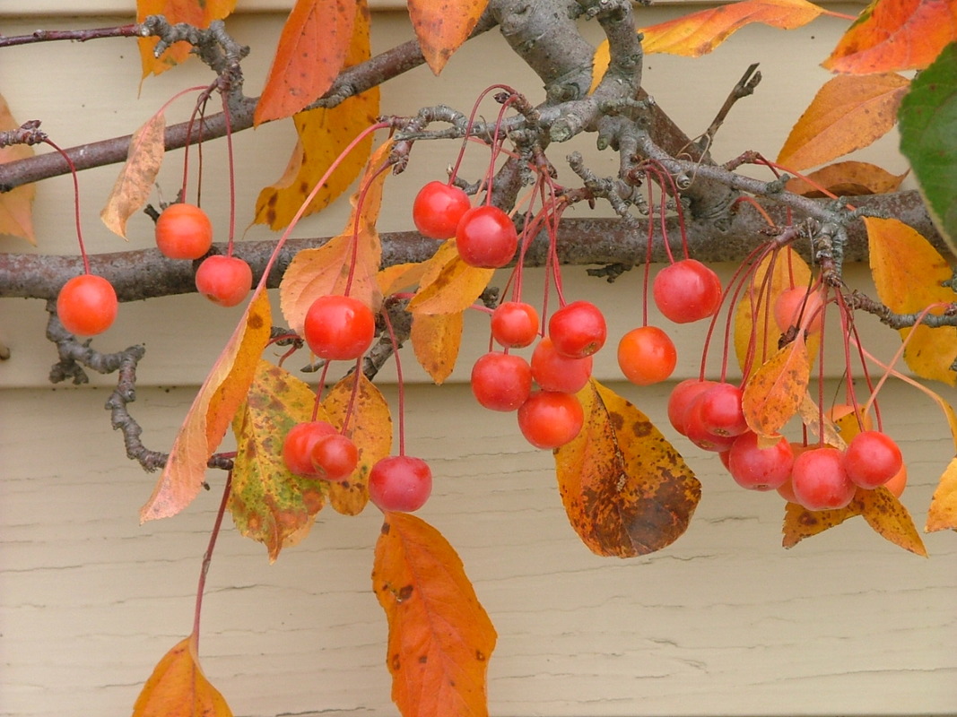 Malus 'Weepcanzam'(WEEPING CANDIED APPLE®) - The Site Gardener