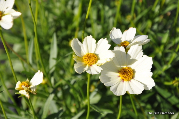 Coreopsis Star Cluster - The Site Gardener