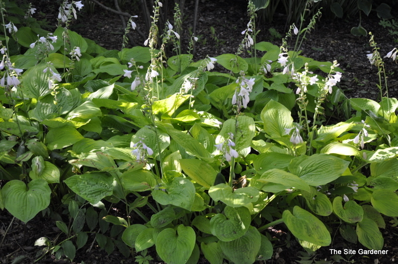 Hosta 'August Moon'