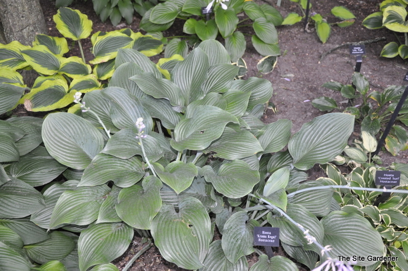 Hosta 'Krossa Regal'