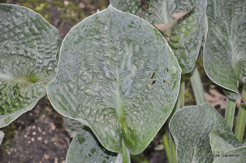 Hosta 'Love Pat' (tokudama 'Love Pat - The Site Gardener
