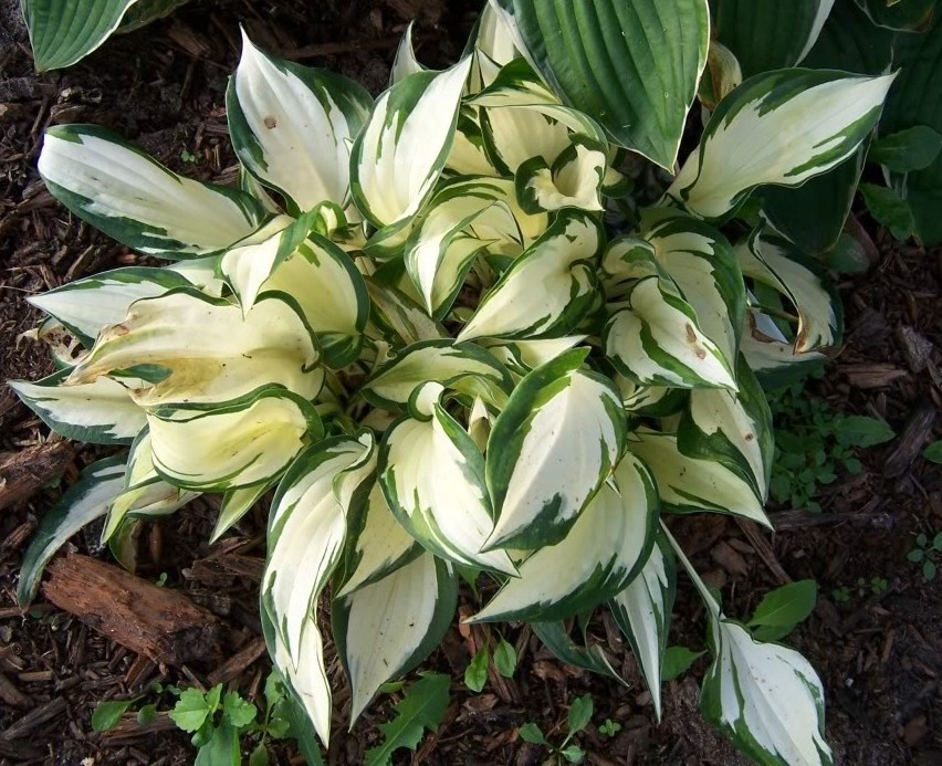 Hosta 'Loyalist' - The Site Gardener