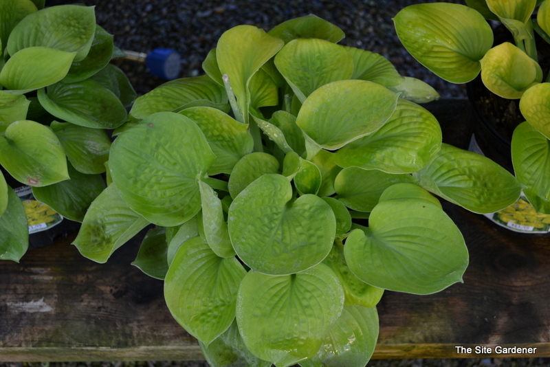 Hosta 'Maui Buttercups' - The Site Gardener