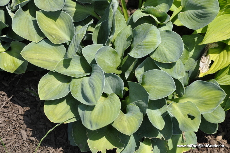 Hosta 'Blue Mouse Ears' - The Site Gardener