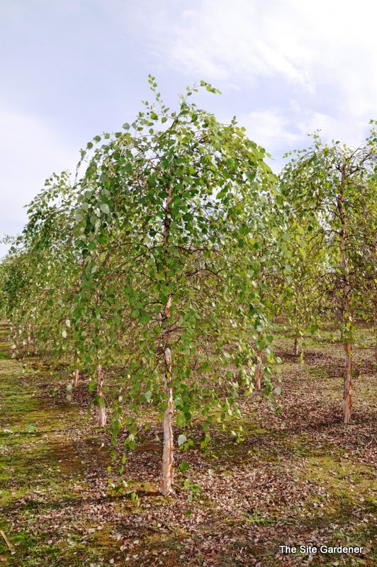 Betula nigra Summer Cascade - The Site Gardener