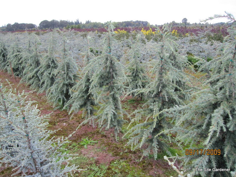 Cedrus deodara Kashmir - The Site Gardener