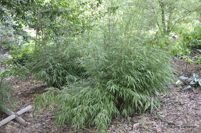 Fargesia sp. 'Scabrida - The Site Gardener