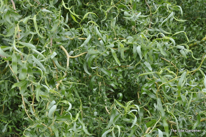 Salix X 'Scarlet Curls - The Site Gardener