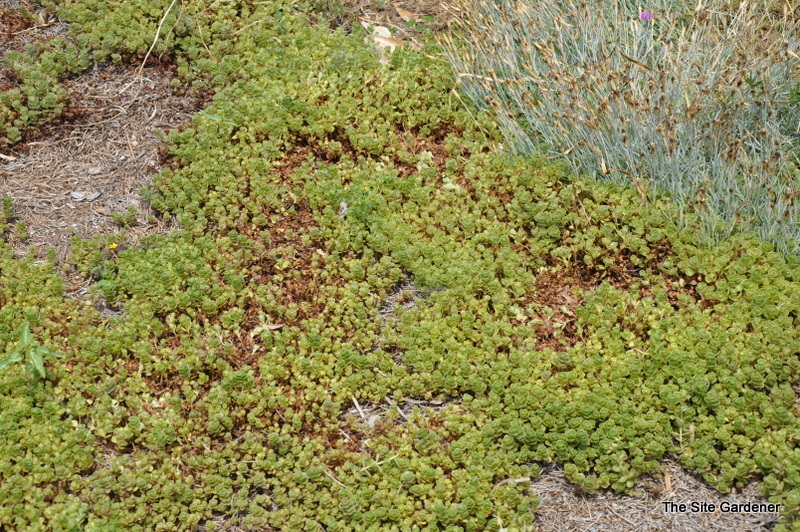 Sedum 'John Creech' - The Site Gardener
