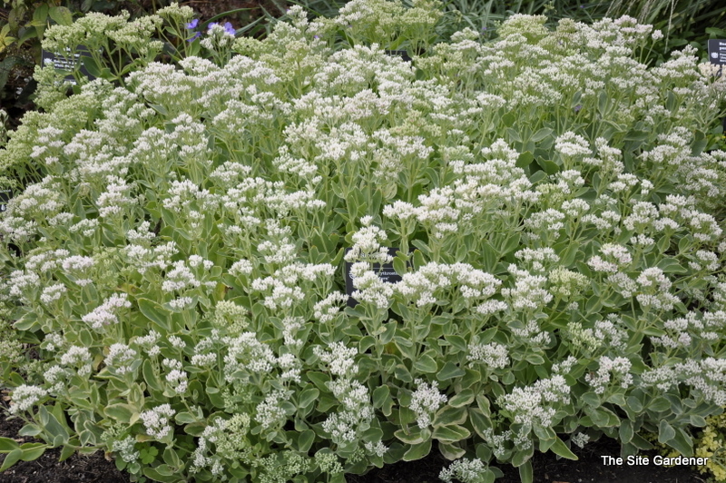 Sedum 'Frosty Morn' - The Site Gardener