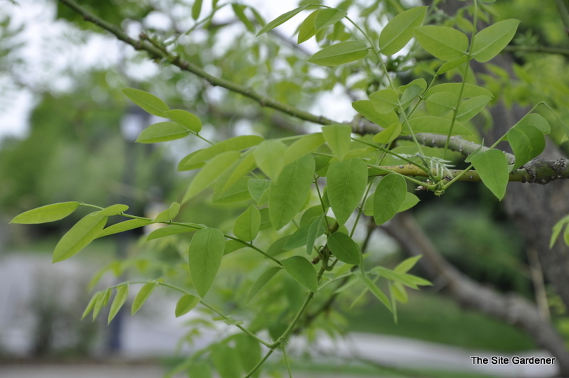 Sophora Japonica Regent - The Site Gardener
