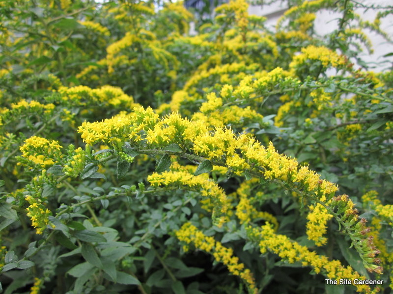 Solidago Rugosa 'Fireworks' - The Site Gardener