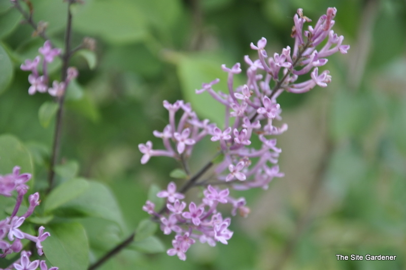 Syringa George Eastman - The Site Gardener