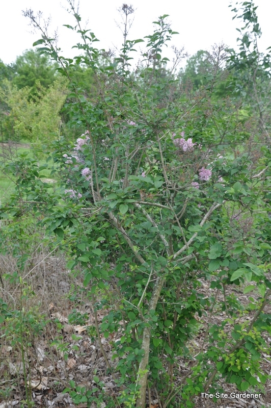 Syringa George Eastman - The Site Gardener