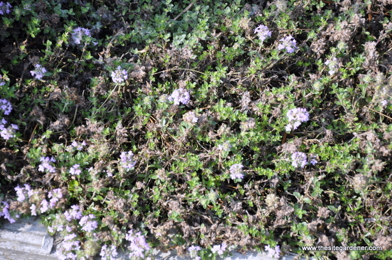 Is Woolly Thyme Deer Resistant at Brian Christensen blog