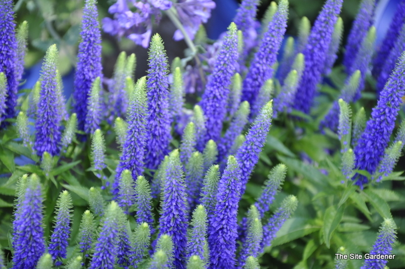 Veronica Spicata 'Royal Candles' PPAF - The Site Gardener