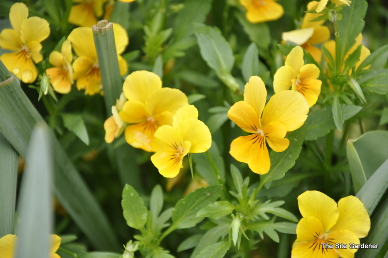 Viola Sorbet Orange Delight - The Site Gardener