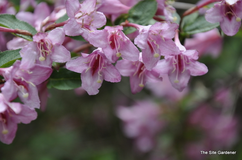 Weigela Pink Princess - The Site Gardener