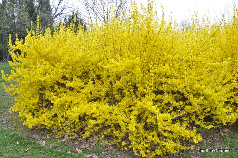 Forsythia Weekend - The Site Gardener