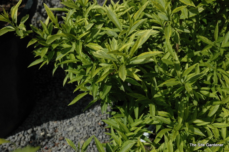 Forsythia Citrus Swizzle - The Site Gardener