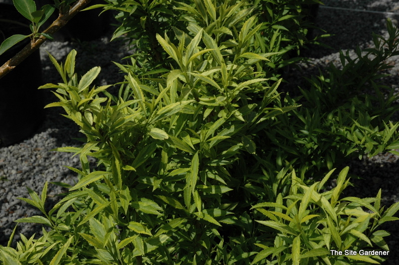 Forsythia Citrus Swizzle - The Site Gardener