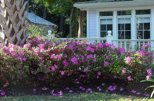 Azalea Autumn Royalty - The Site Gardener