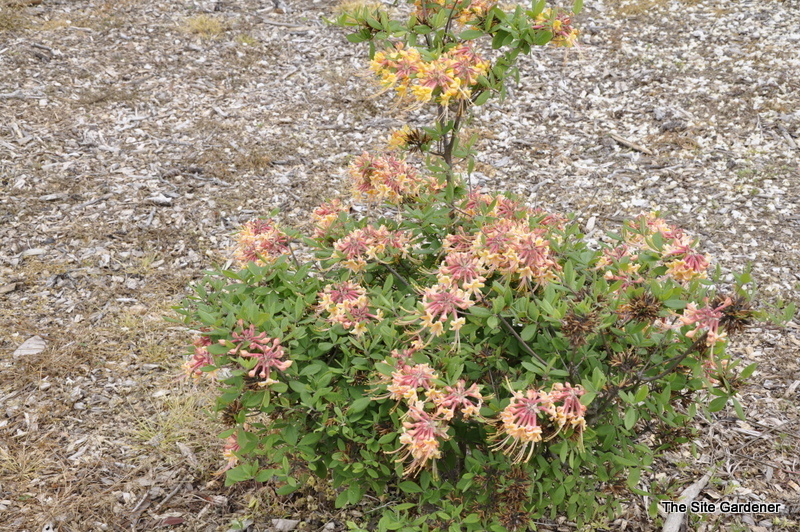 Rhododendron Millie Mac