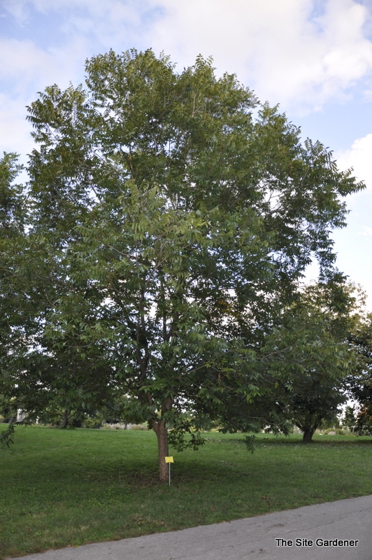Carya illinoinensis 'Sumner' - The Site Gardener