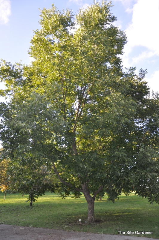 Carya illinoinensis 'Sumner' - The Site Gardener