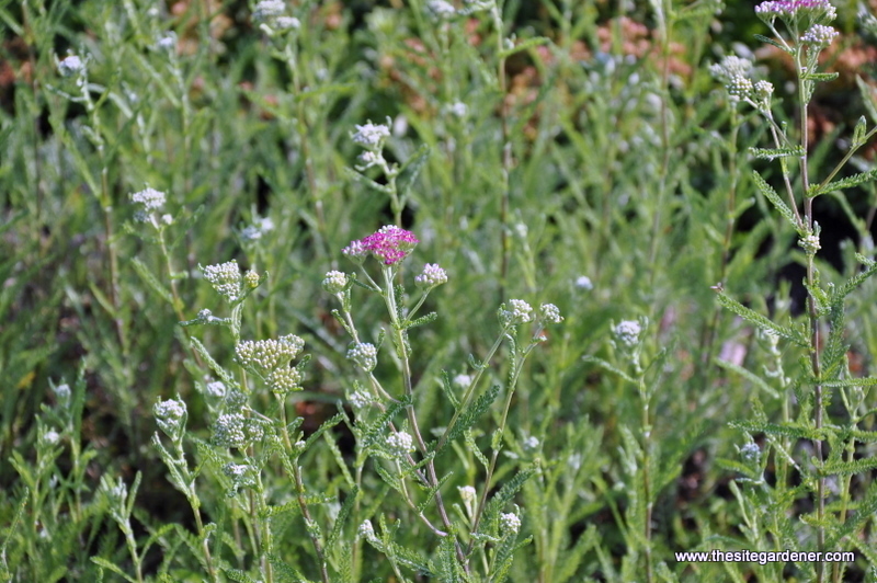 Achillea 'Red Beauty'' - The Site Gardener